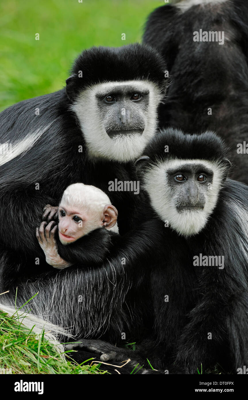 Colobus monkeys group hi-res stock photography and images - Alamy