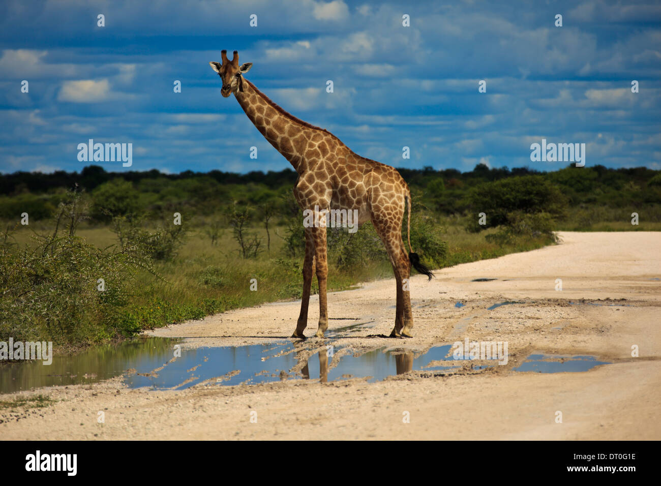 Close up of single giraffe by a puddle facing the camera in Namibia ...