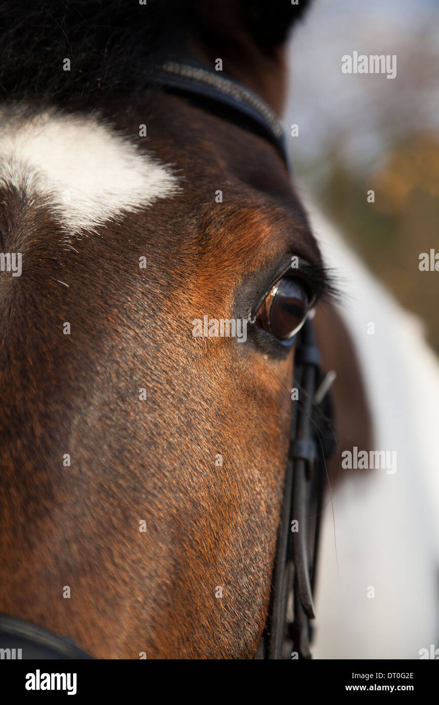Horses in head collar hi-res stock photography and images - Alamy