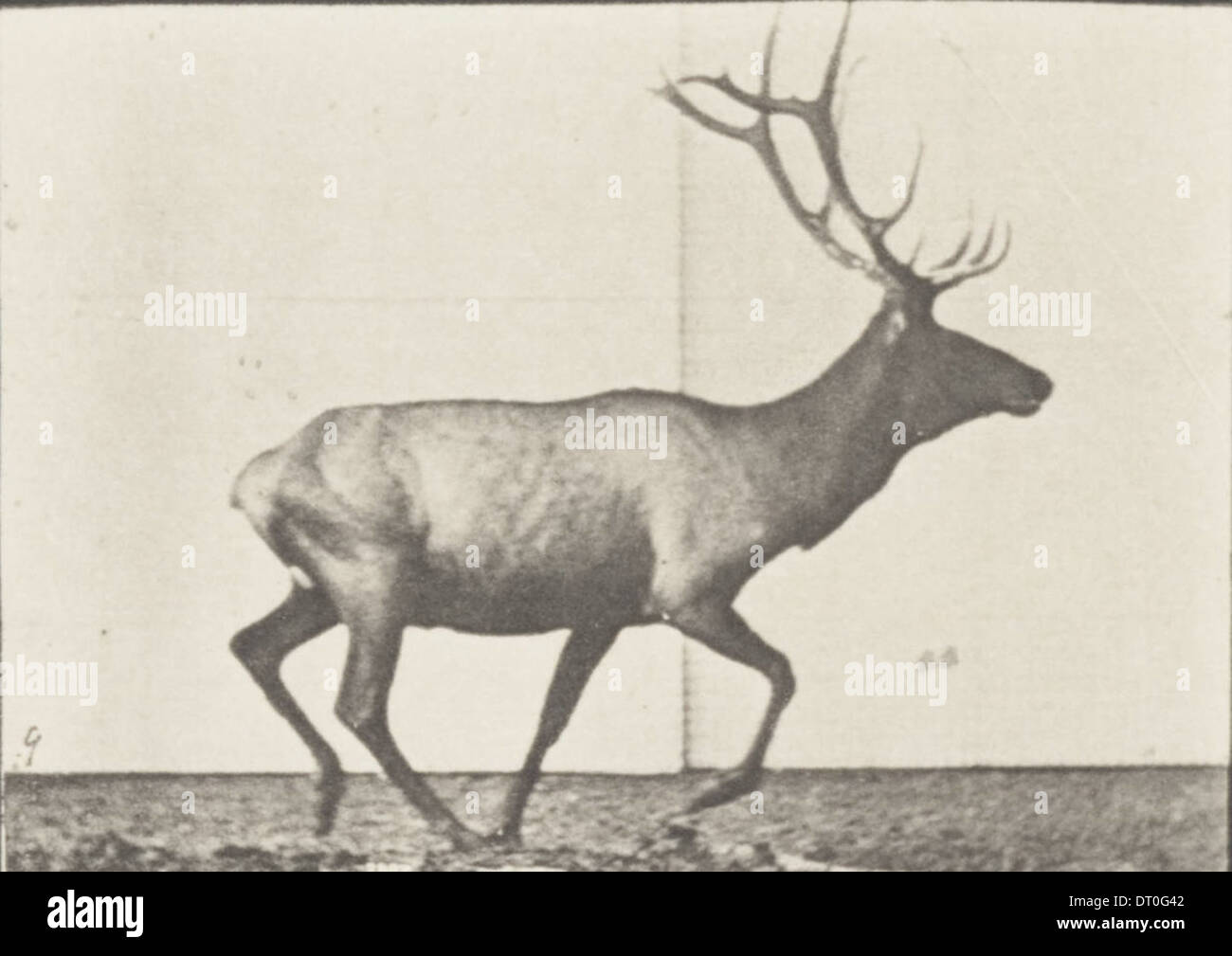 This photograph shows an elk galloping, captured in irregular motion ...
