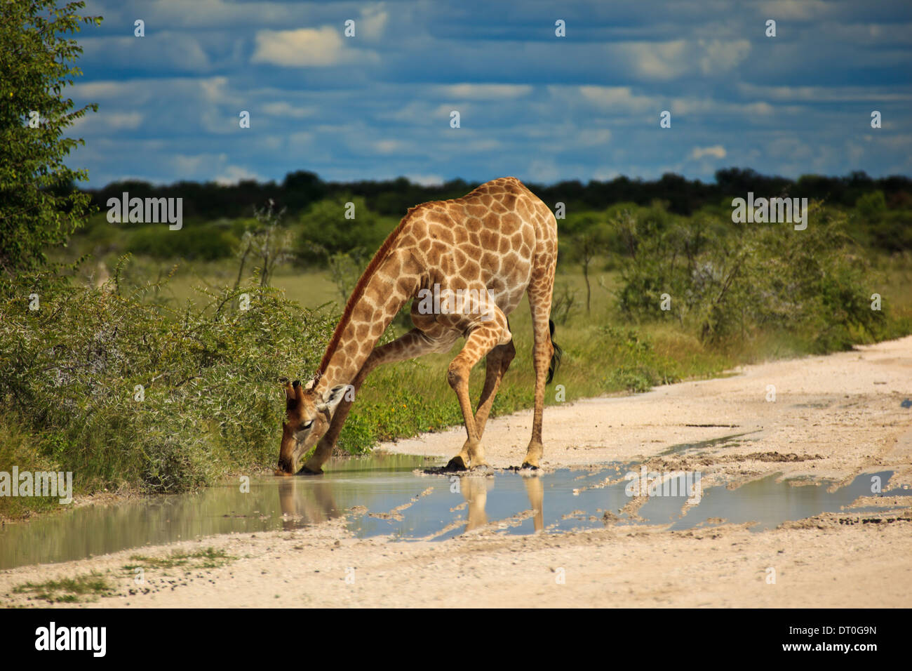 Giraffe kneeling hi-res stock photography and images - Alamy