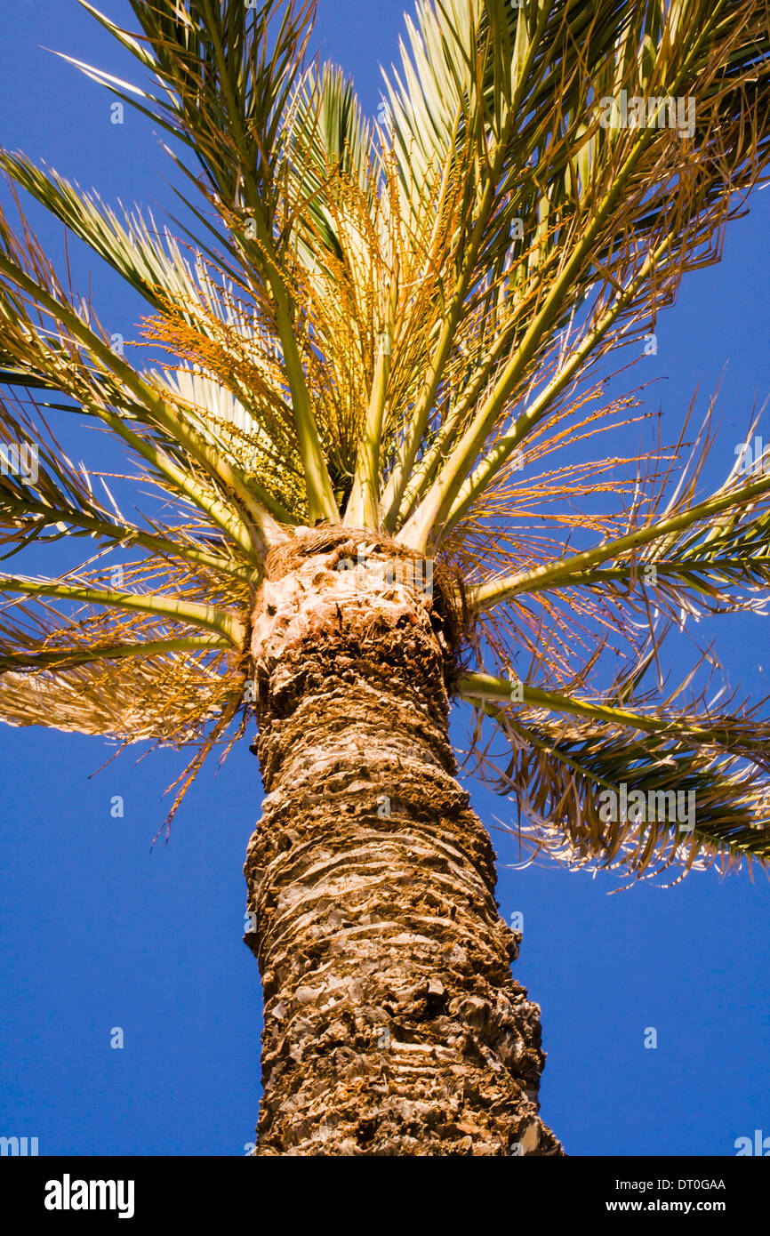 Palm Sprays - Palm tree leaves spray out from the trunk and bathe in ...