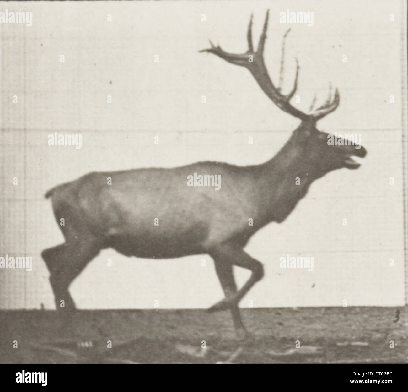 A photograph of an elk trotting, captured in motion in its natural ...