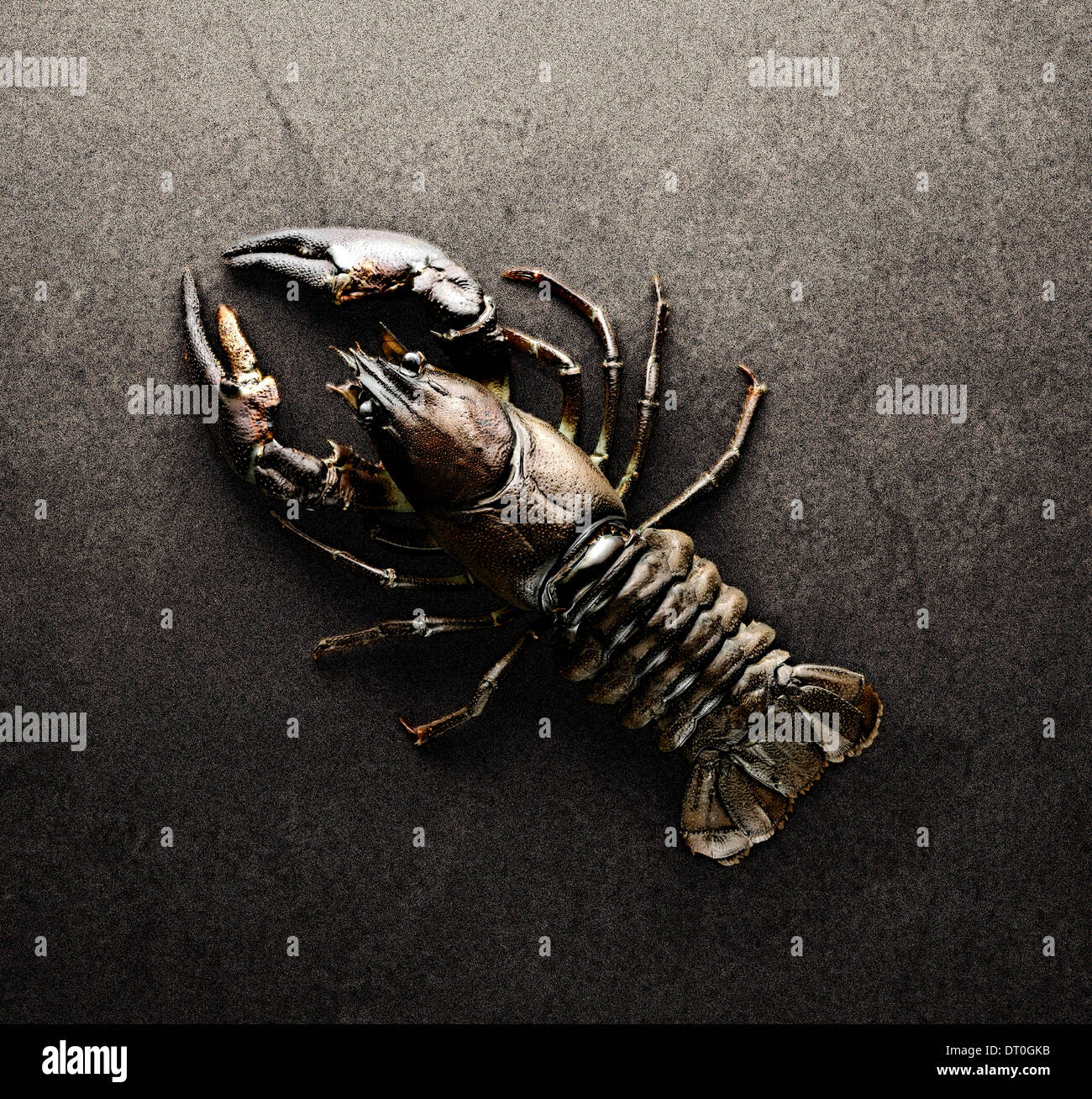 Crayfish art hi-res stock photography and images - Alamy
