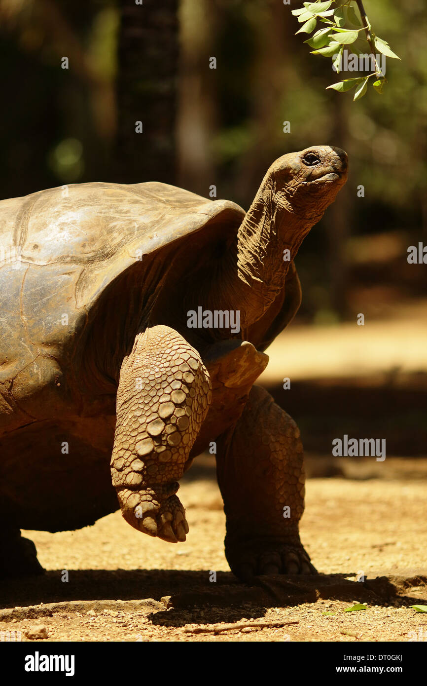 Land dwelling reptiles hi-res stock photography and images - Alamy
