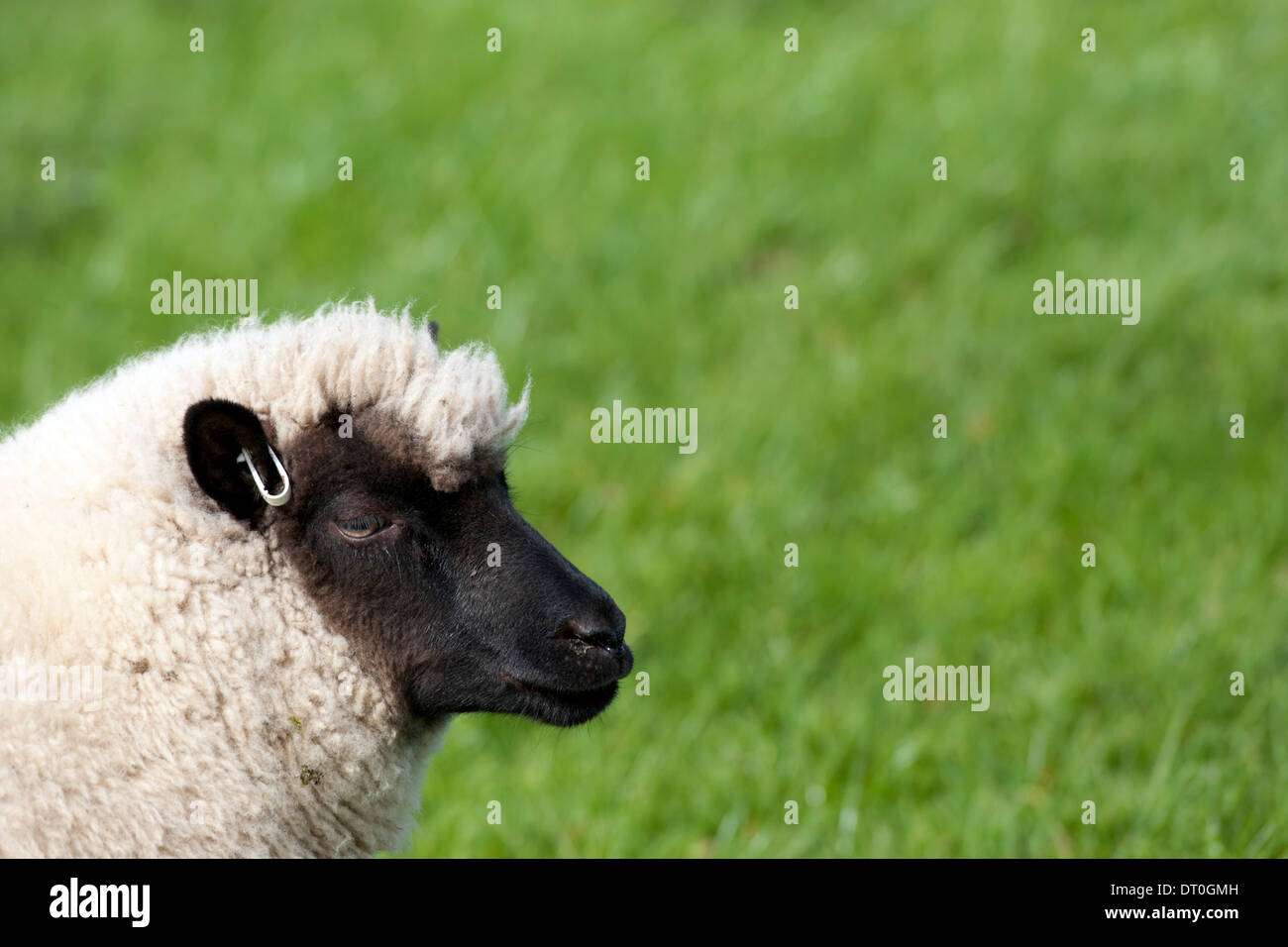 Sheep huddle hi-res stock photography and images - Alamy