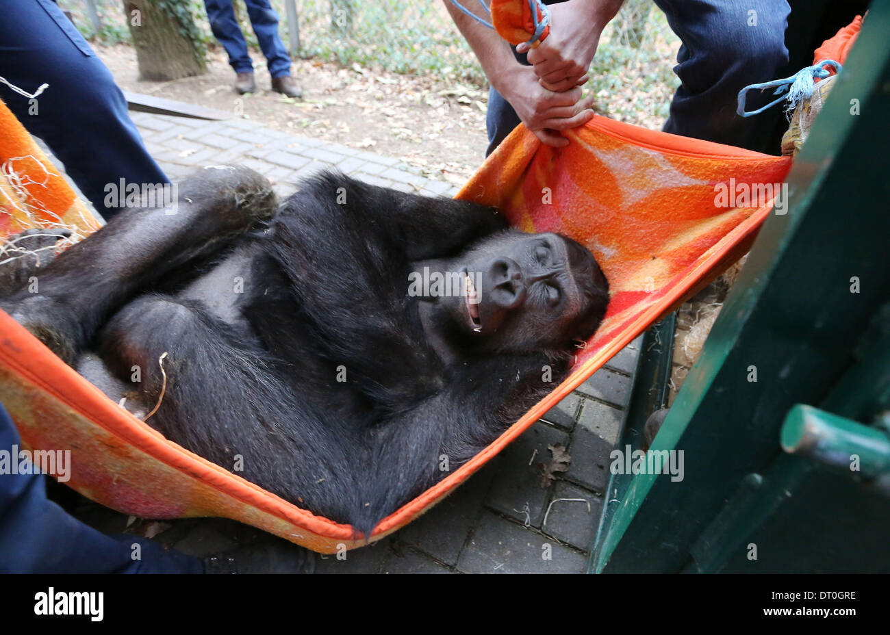 Adolescent gorilla hi-res stock photography and images - Alamy