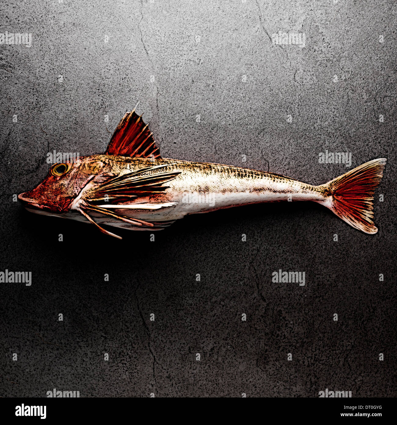 Gurnard fish hi-res stock photography and images - Alamy