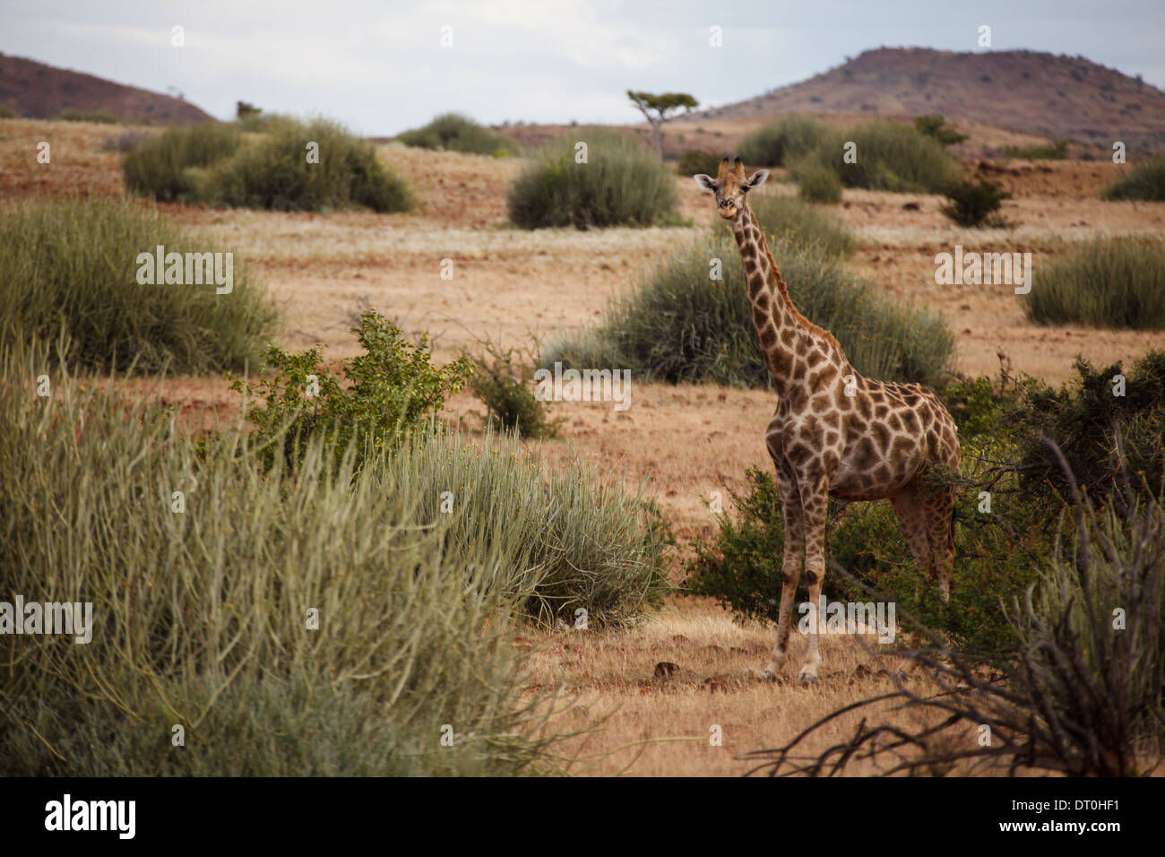 Single giraffe half camouflaged in arid grassland of Damaraland ...