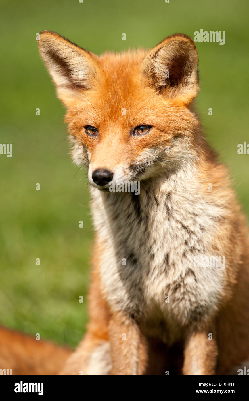 European red fox (Vulpes vulpes Stock Photo - Alamy