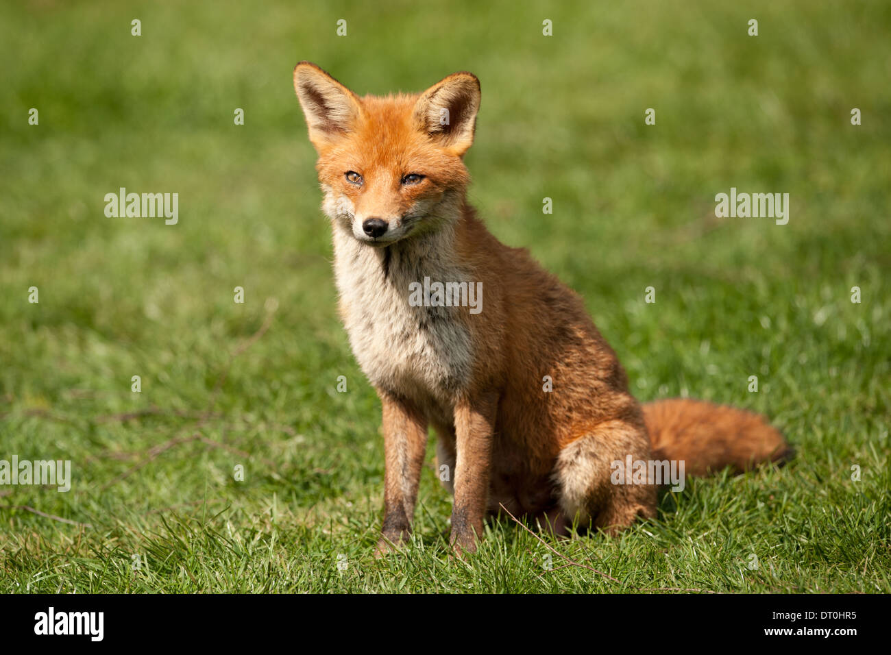 European red fox vulpes hi-res stock photography and images - Alamy