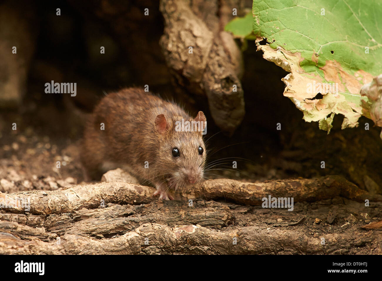 A wild Brown Rat (Rattus norvegicus Stock Photo - Alamy