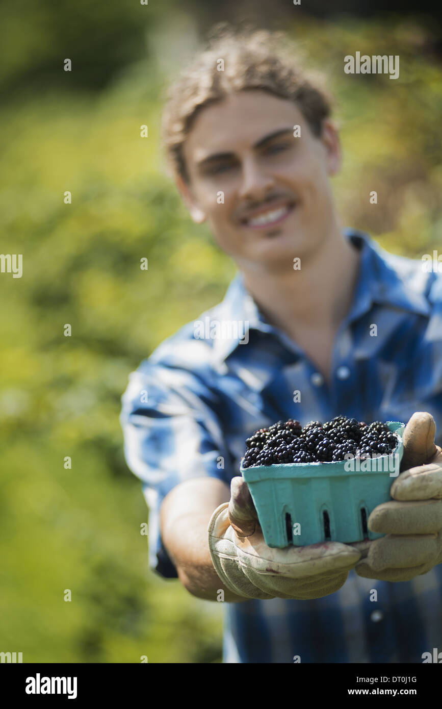 Fruit punnet hi-res stock photography and images - Alamy