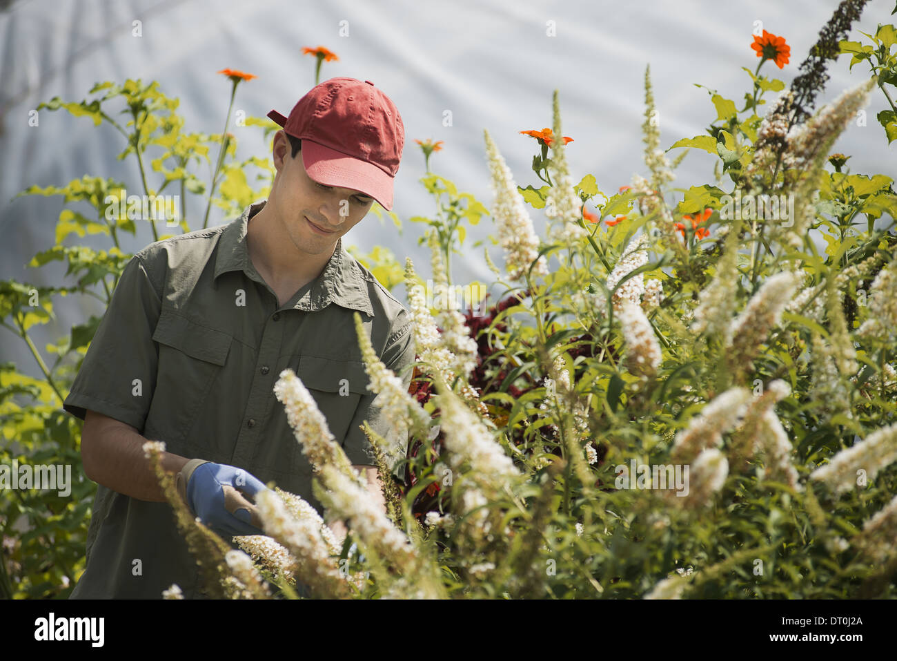 Woodstock New York USA Organic Farmer man flowering shrubs polytunnel ...