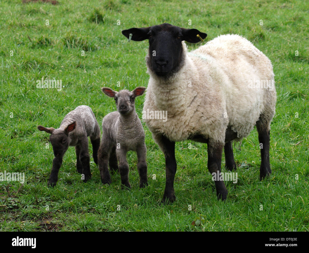 Sheep with lambs, Cornwall, UK Stock Photo - Alamy