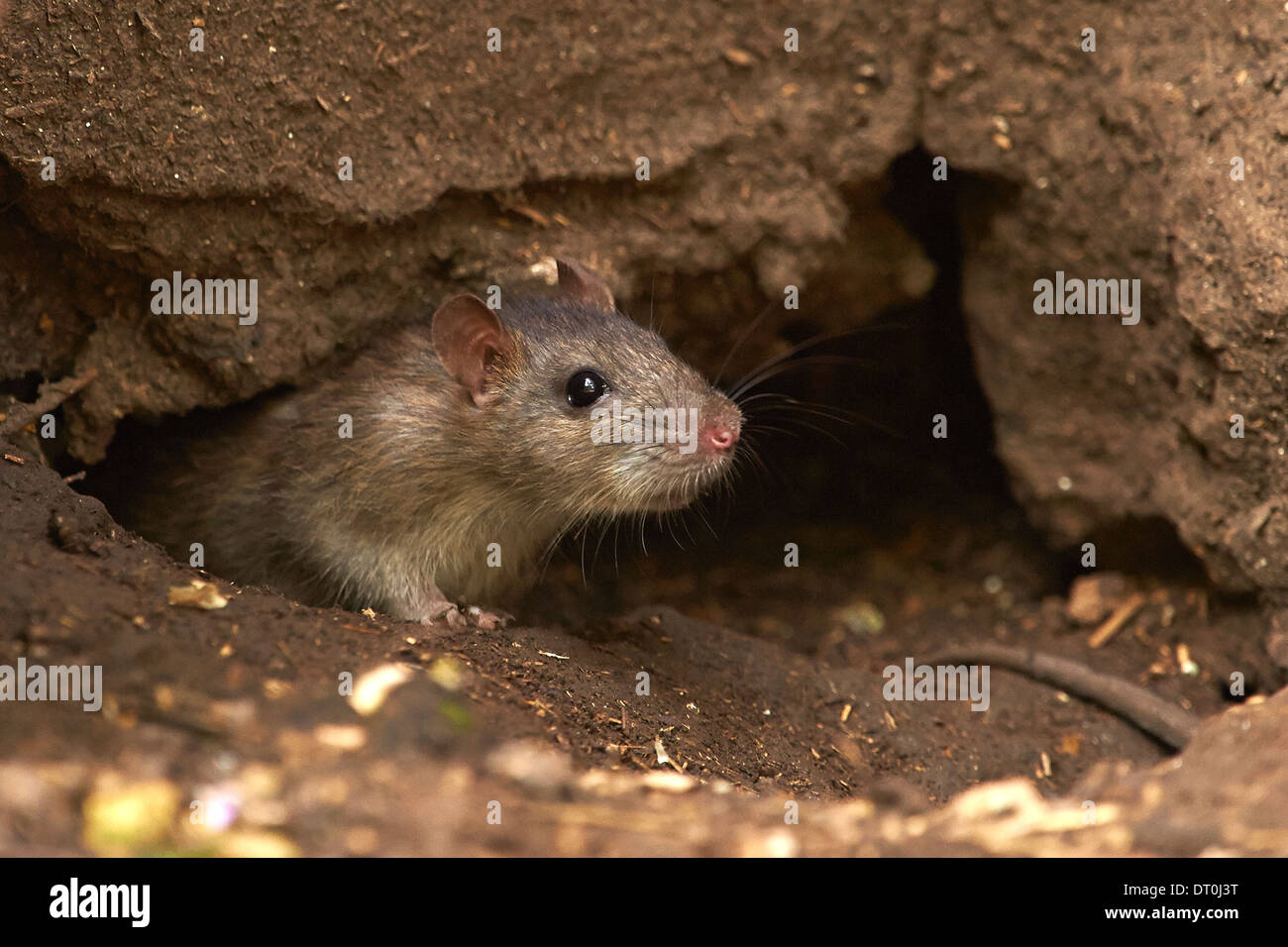 A wild Brown Rat (Rattus norvegicus Stock Photo - Alamy