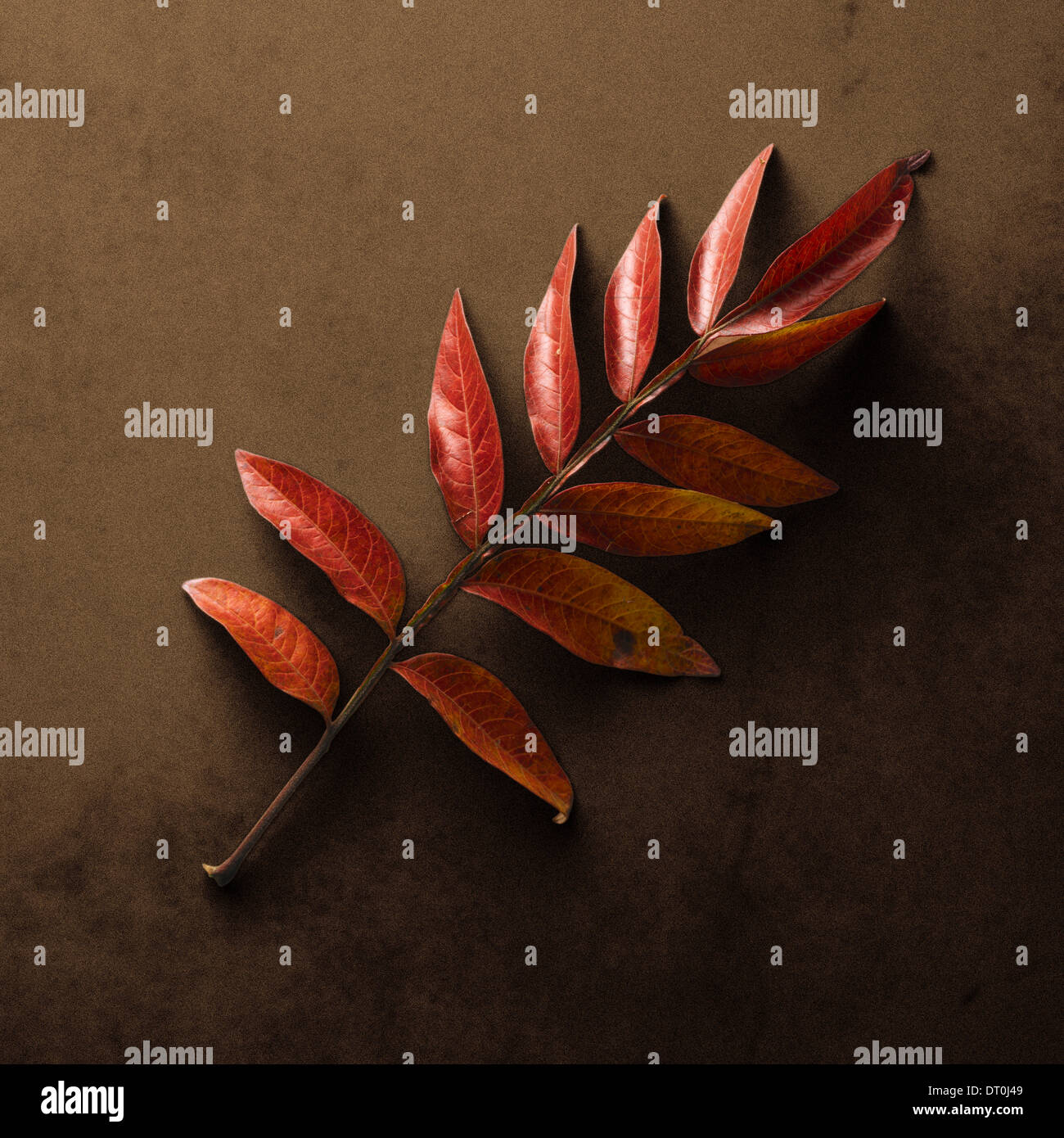 Colours of autumn leaves hi-res stock photography and images - Alamy