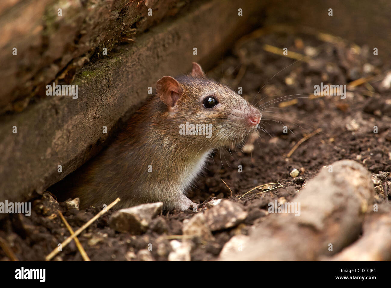 A wild Brown Rat (Rattus norvegicus Stock Photo - Alamy