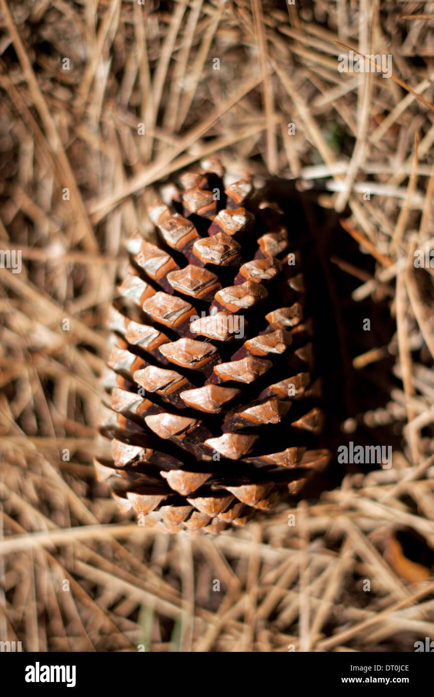 Pinus spp hi-res stock photography and images - Alamy