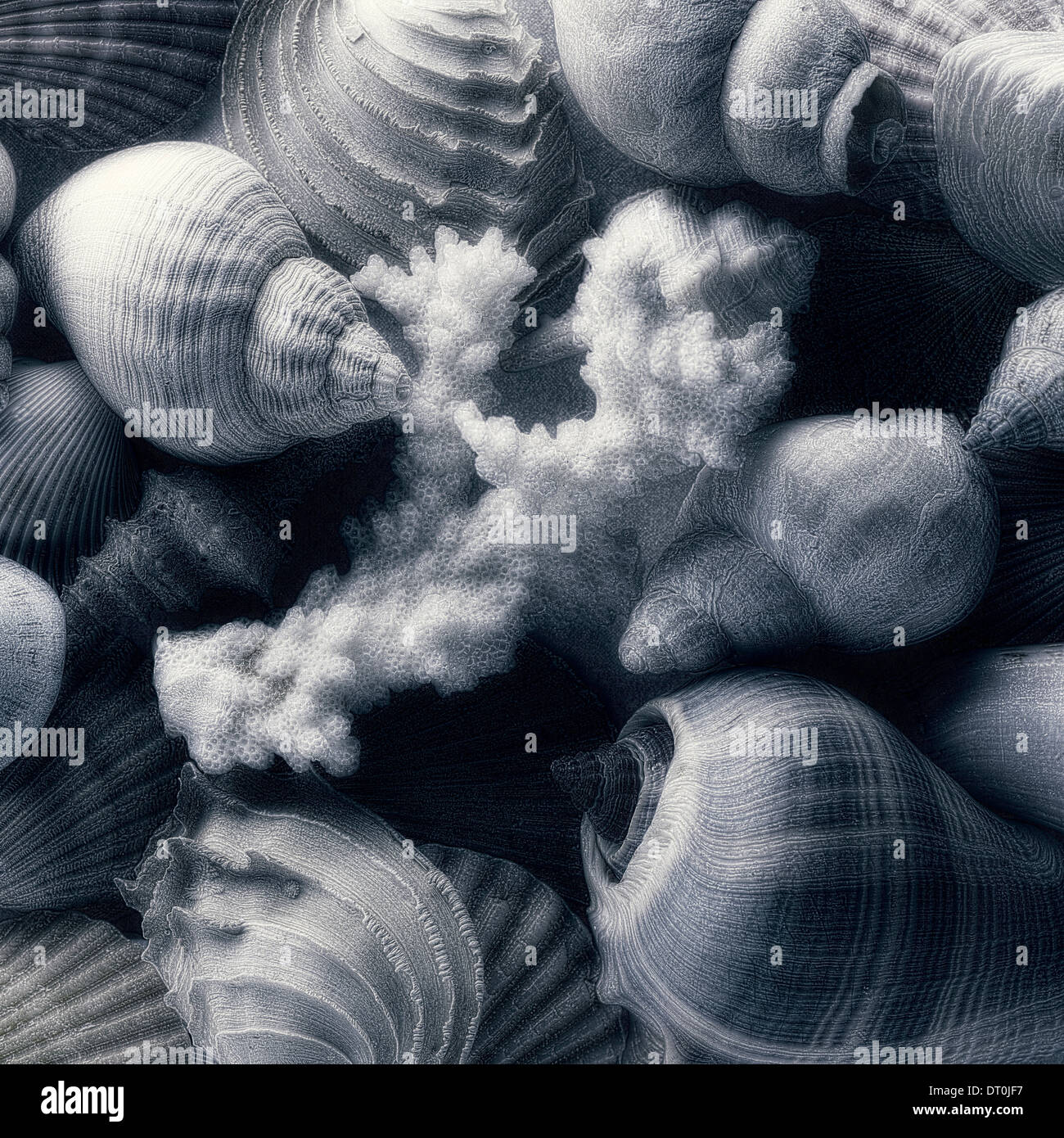 Shells molluscs hi-res stock photography and images - Alamy