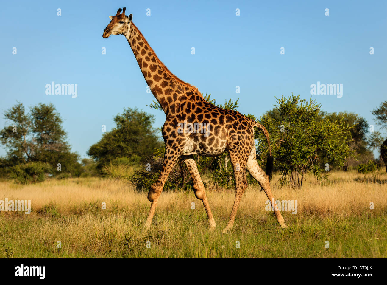 Single giraffe strides across South African grassland outlined against ...