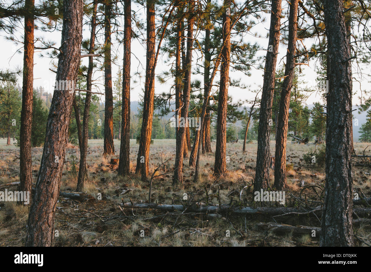Washington state USA Ponderospine forest at dusk trees setting sun ...
