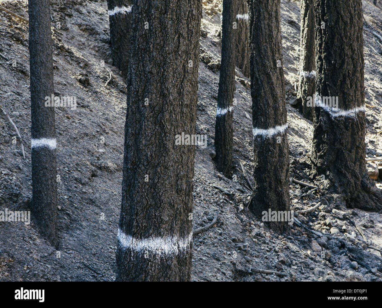 Washington state USA Trees burned by forest fire Taylor Bridge fire ...