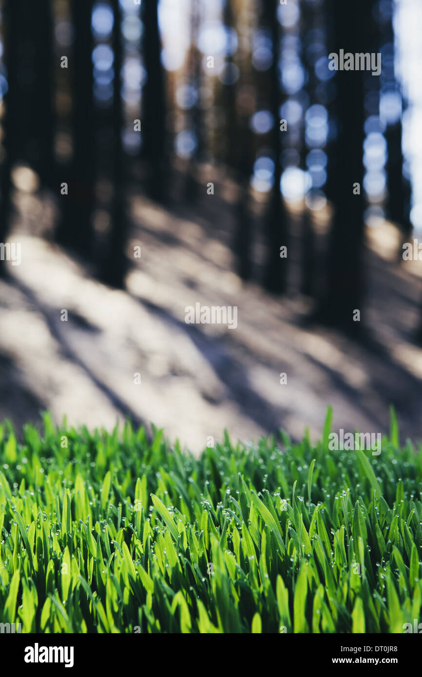 Washington state USA Lush green grass recently burned forest Stock ...
