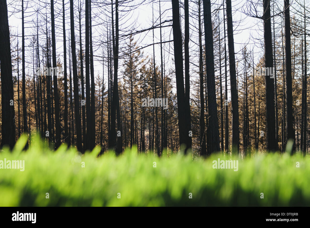 Washington state USA Lush green grass recently burned forest Stock ...