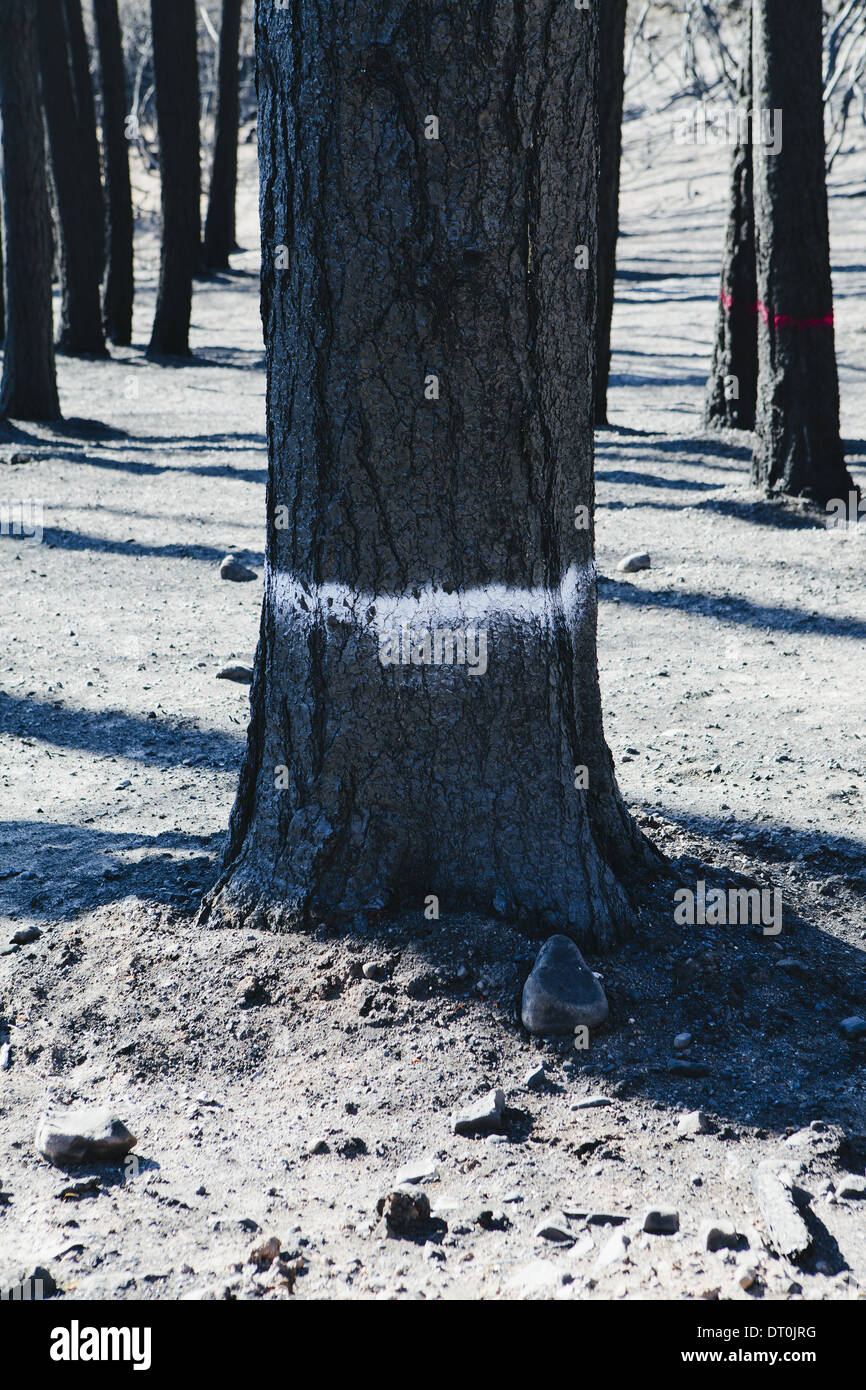 Washington state USA Trees forest fire marked for cutting Taylor Bridge ...