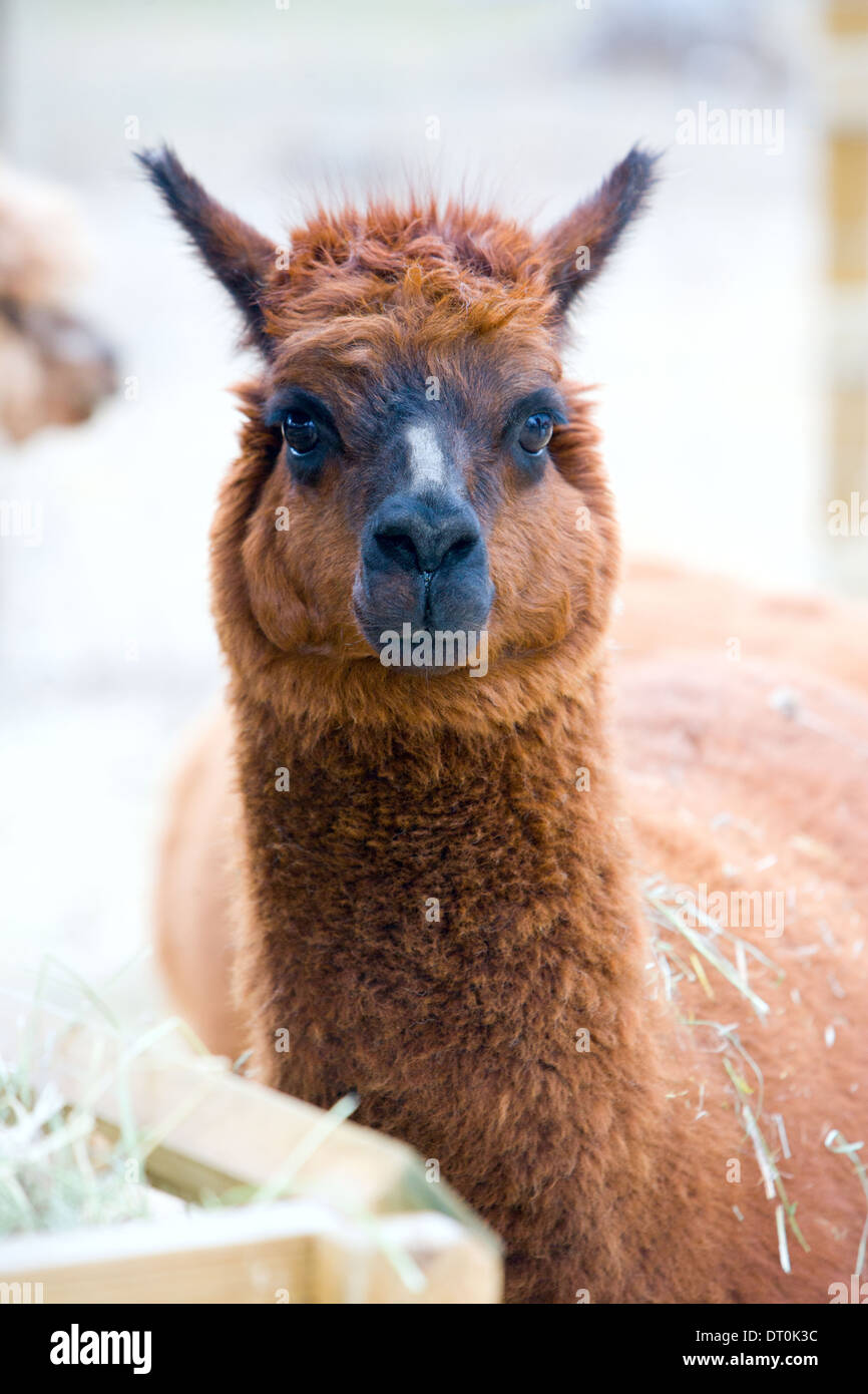 Beige alpaca hi-res stock photography and images - Alamy