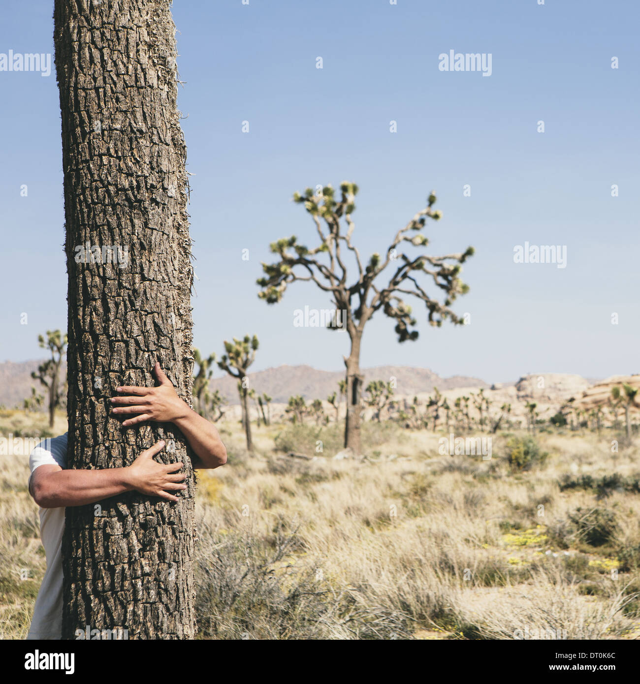 Joshua Tree national park California USA Man hugging JoshuTree in ...