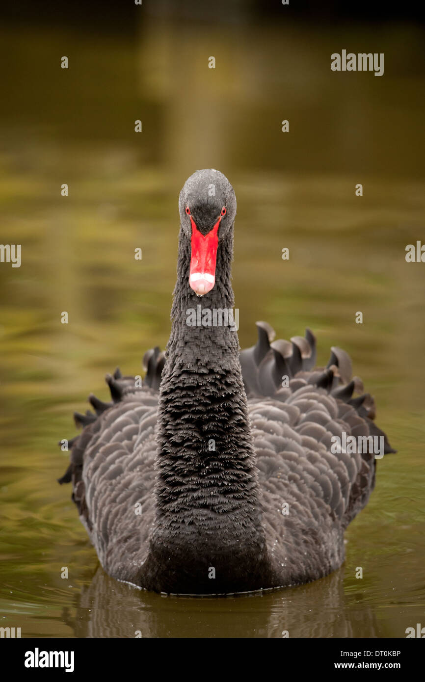 Black swans new zealand hi-res stock photography and images - Alamy