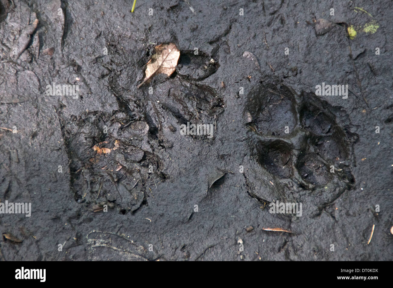 Animals footprints mud hi-res stock photography and images - Alamy