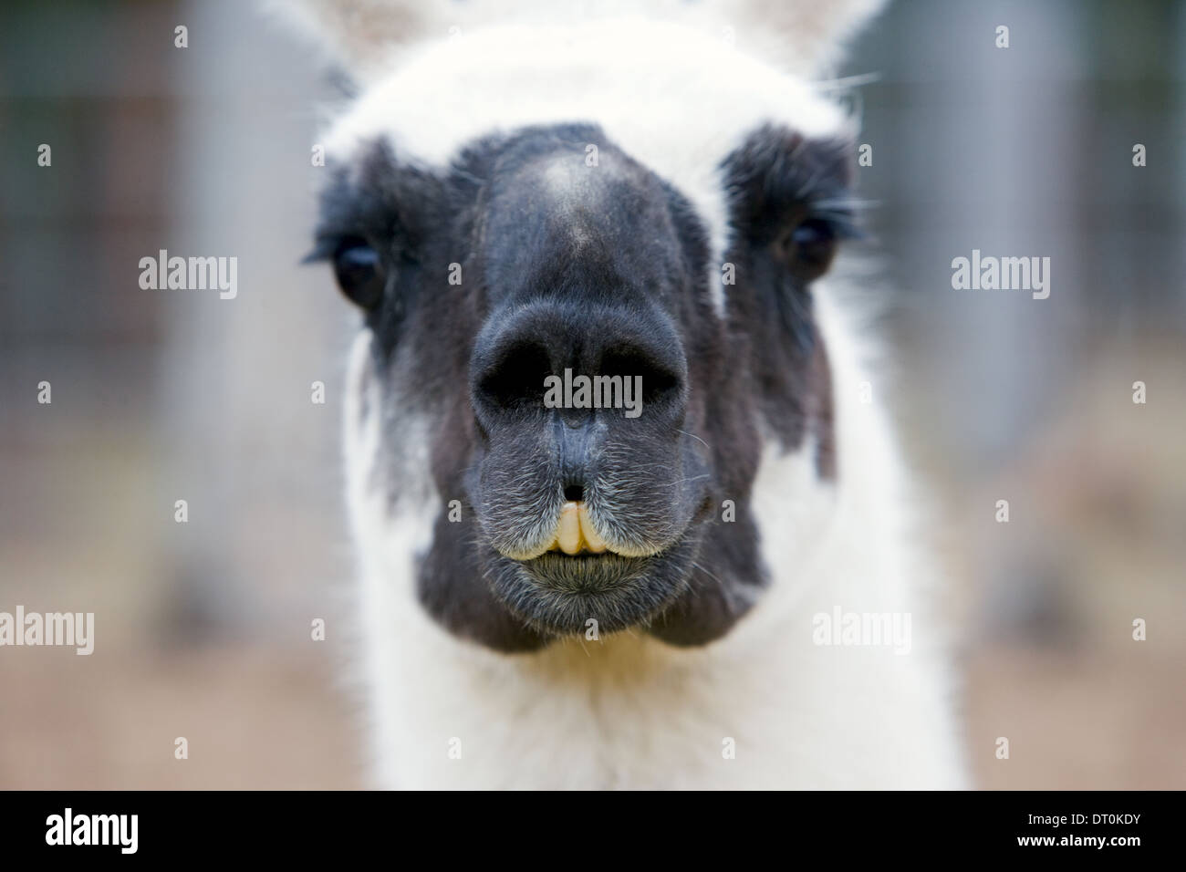 Llamas eye hi-res stock photography and images - Alamy