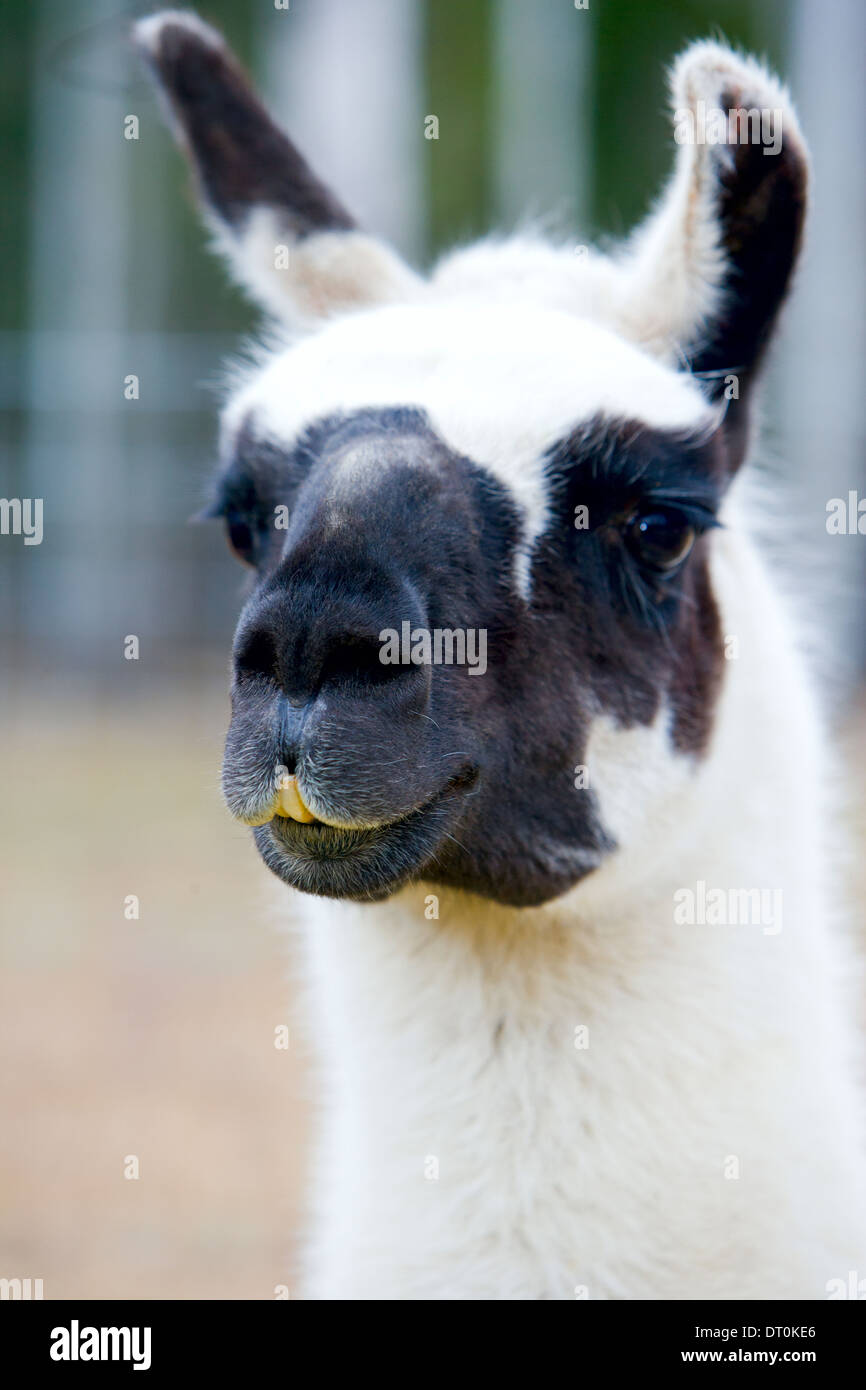 Llamas eye hi-res stock photography and images - Alamy