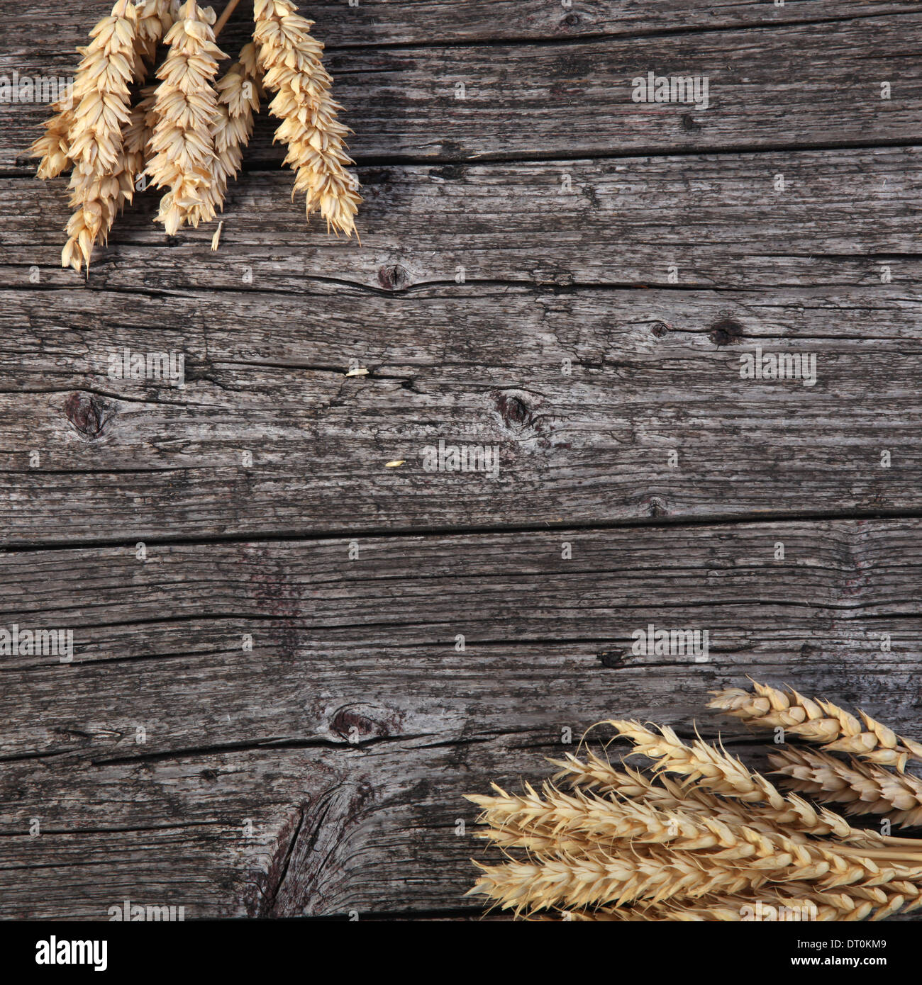 Small ears hi-res stock photography and images - Alamy