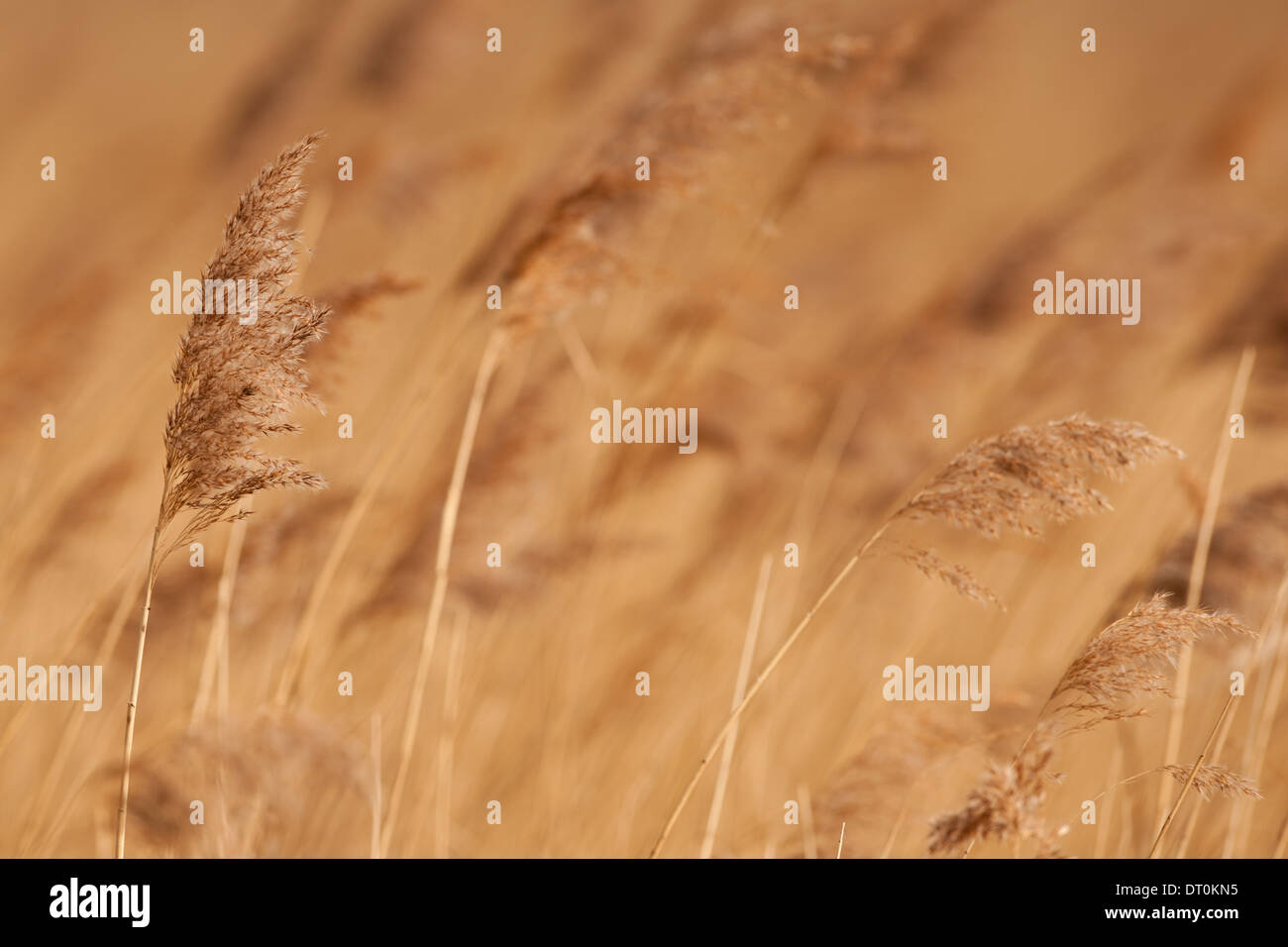 Strands of grass hi-res stock photography and images - Alamy