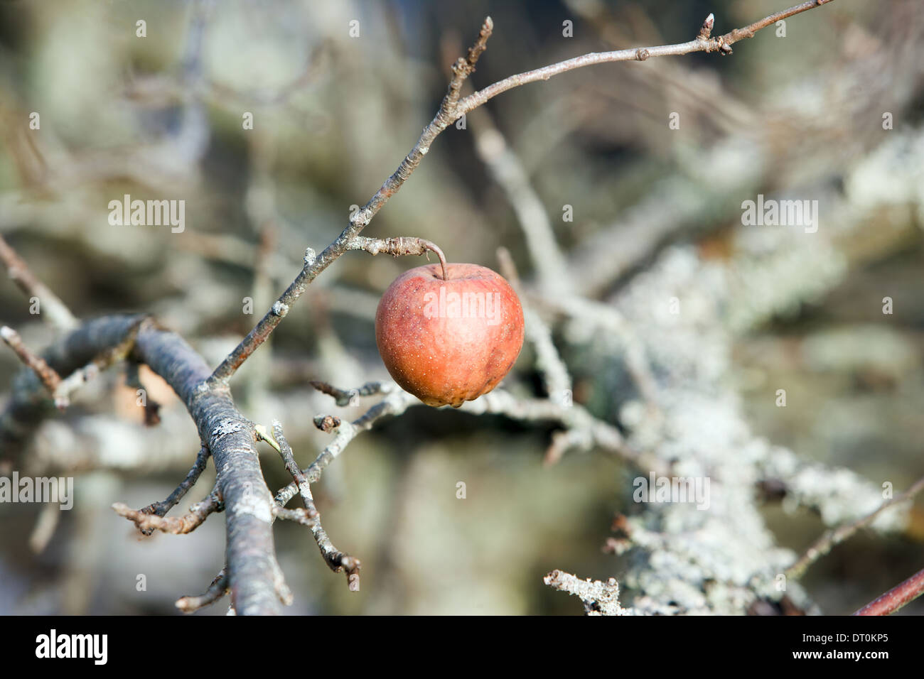 Unpicked apple hi-res stock photography and images - Alamy