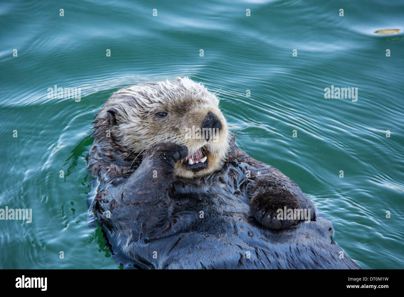 Sea Otter Face