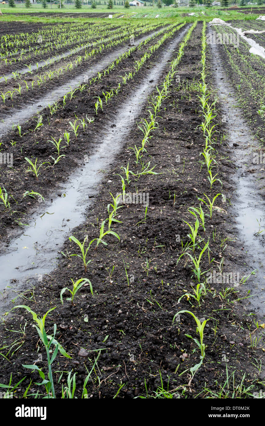 Tilled soil hi-res stock photography and images - Alamy