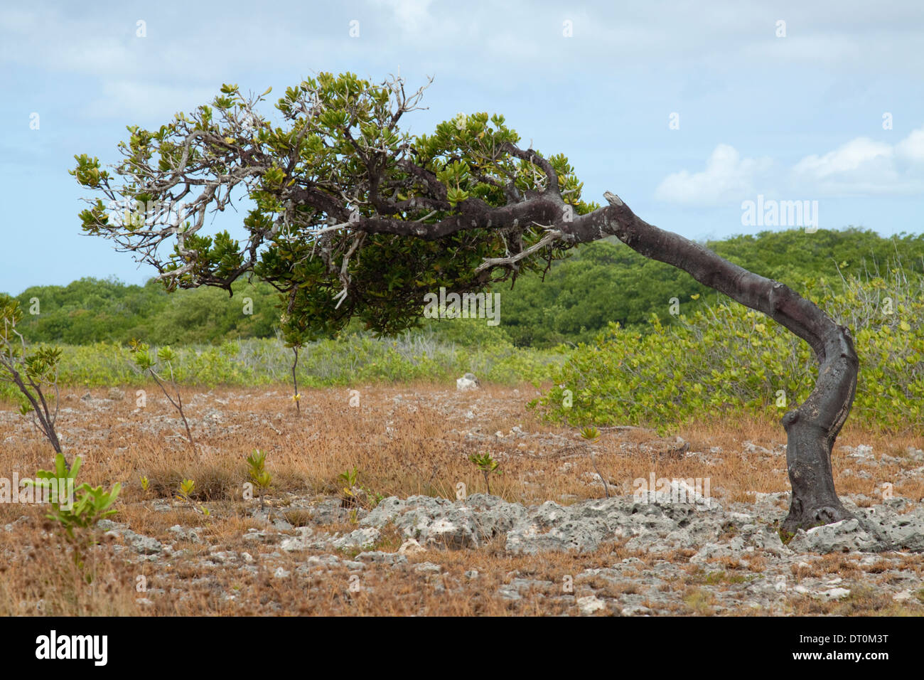 Divi tree seeming to grow out of the rock. The strong wind bends these ...
