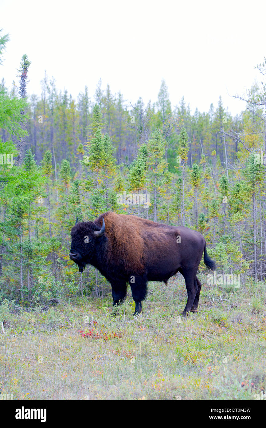 American Bison Buffalo In Profile High Resolution Stock Photography and ...