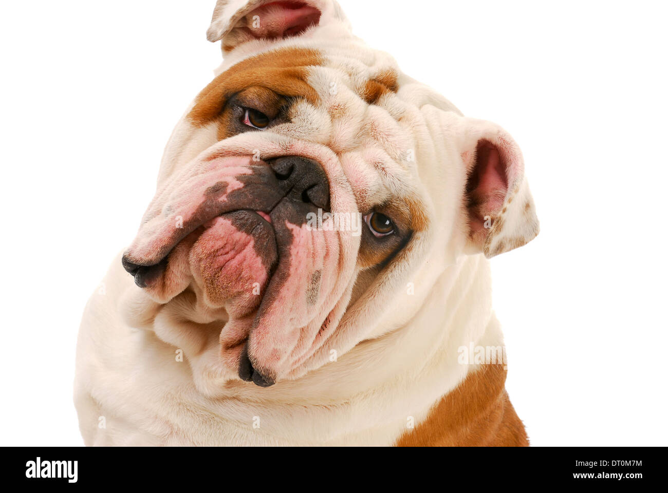 english bulldog head portrait on white background Stock Photo - Alamy