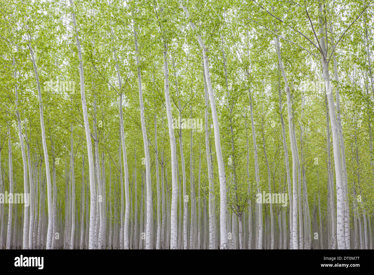 Oregon USA Poplar tree plantation nursery white treetrunks Stock Photo ...