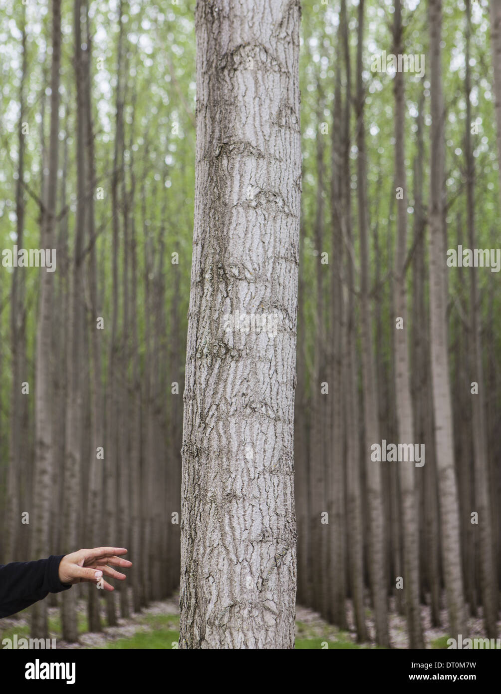 Oregon USA poplar tree plantation person reaching touch tree Stock ...