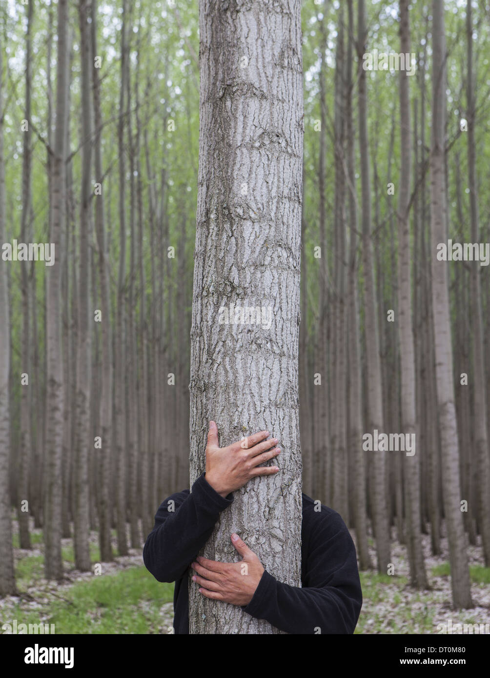 Oregon USA poplar tree nursery plantation man hugging tree Stock Photo ...