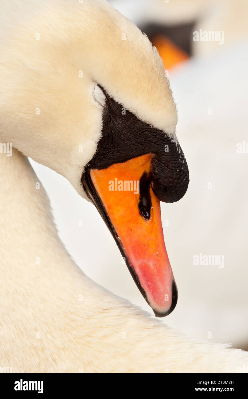 A head portrait of a Mute Swan (Cygnus olor) sleeping Stock Photo - Alamy