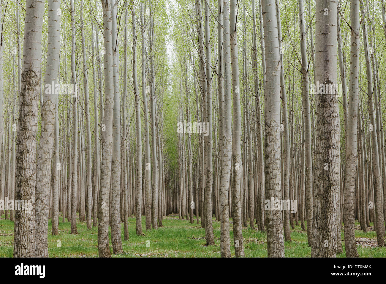 White poplar tree hi-res stock photography and images - Alamy