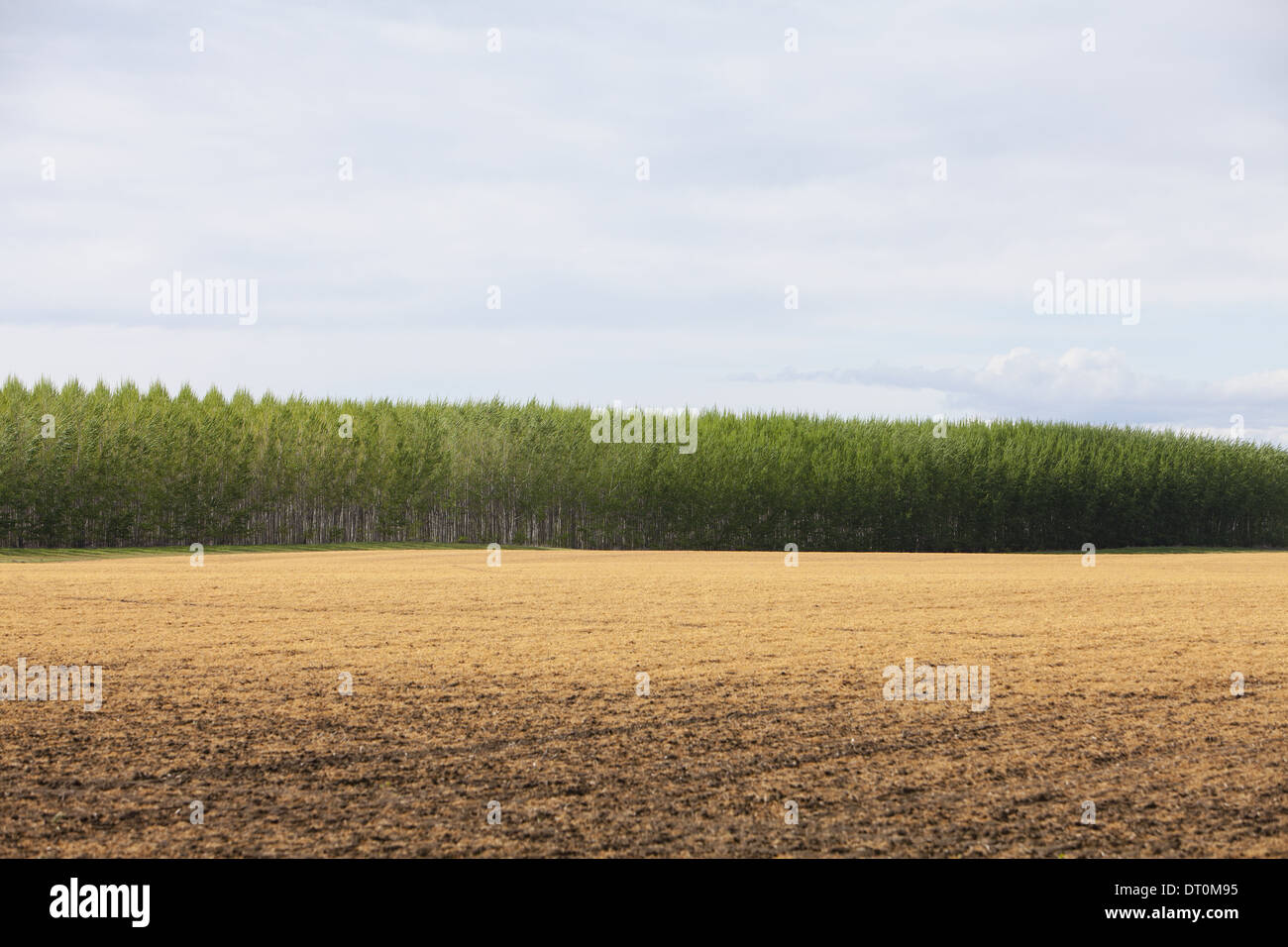 Poplar plantation hi-res stock photography and images - Alamy